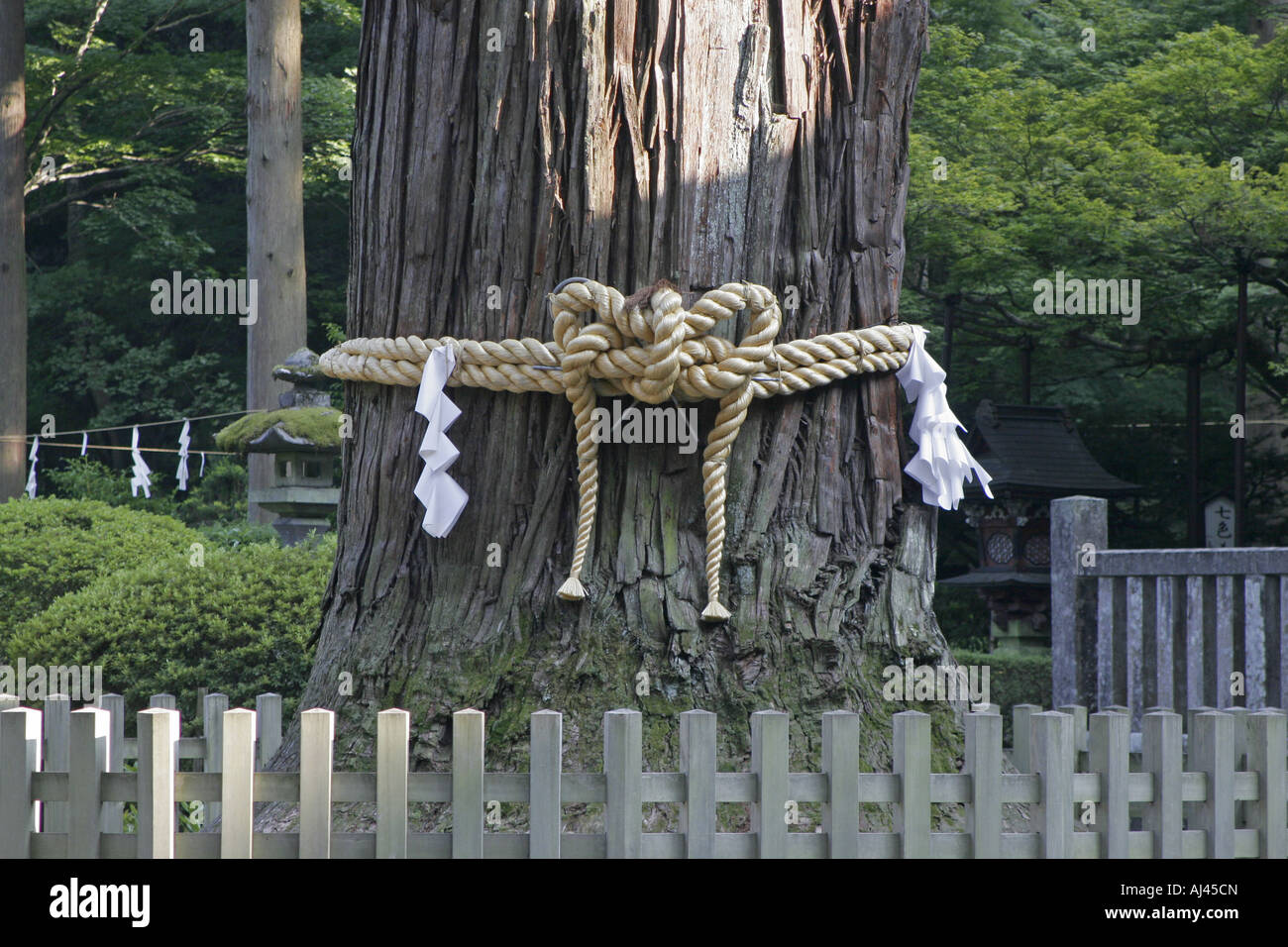 The Sacred Tree at Fuji Sengen Shrine Fujiyoshida city Yamanashi Japan ...