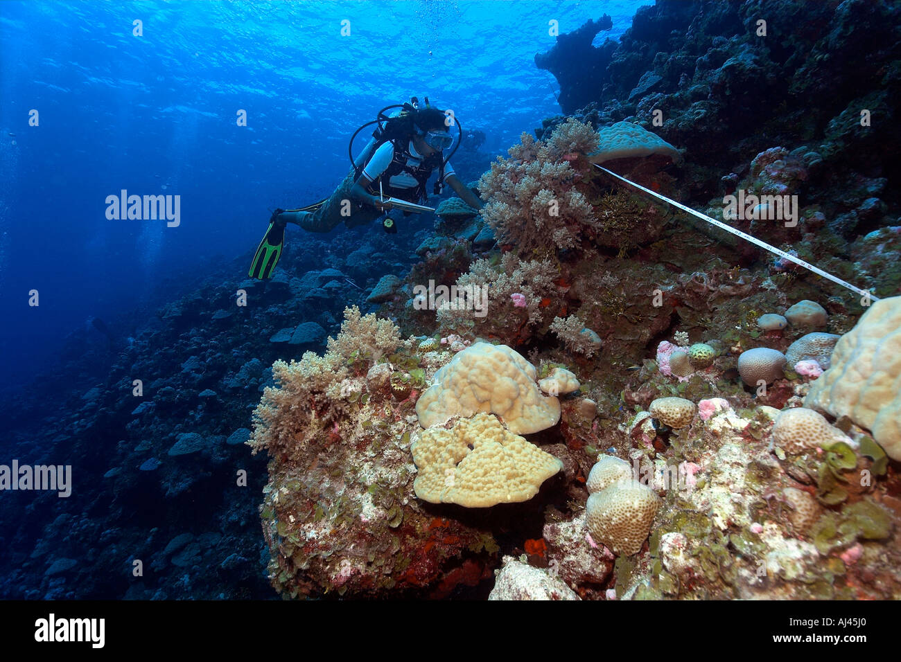 Diver conducts reef survey Ailuk atoll Marshall Islands Pacific Stock ...