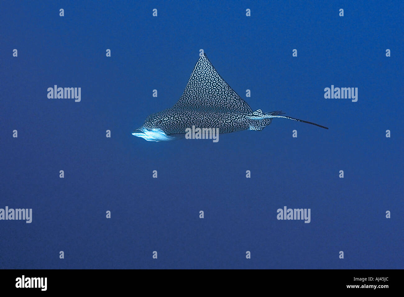 Pacific white spotted eagle ray hi-res stock photography and images - Alamy
