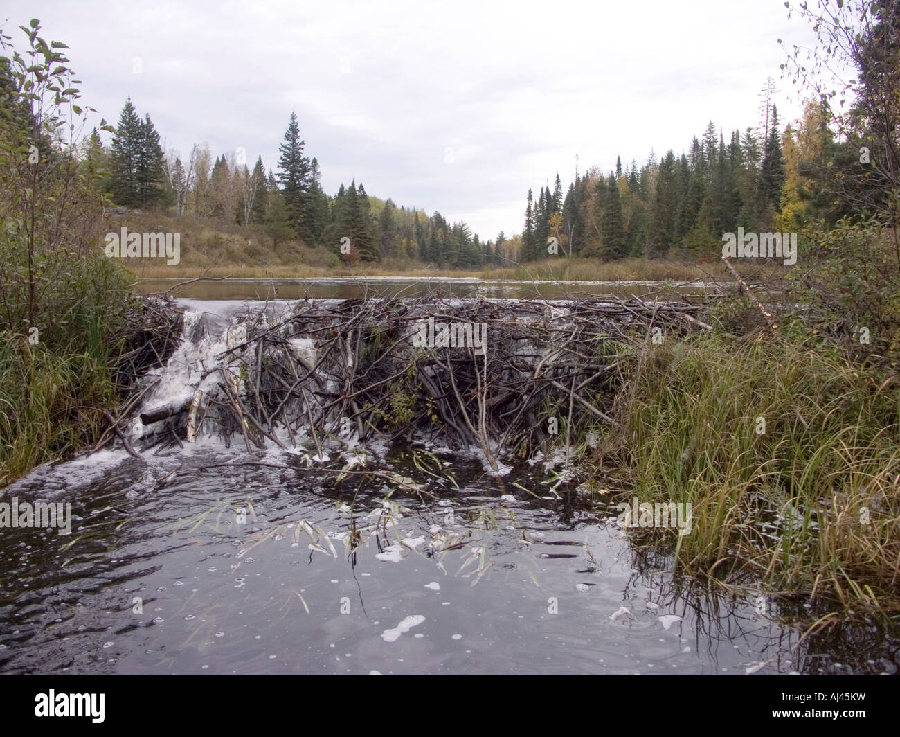 Beaver dam, Louse River, Boundary Waters Canoe Area Wilderness ...