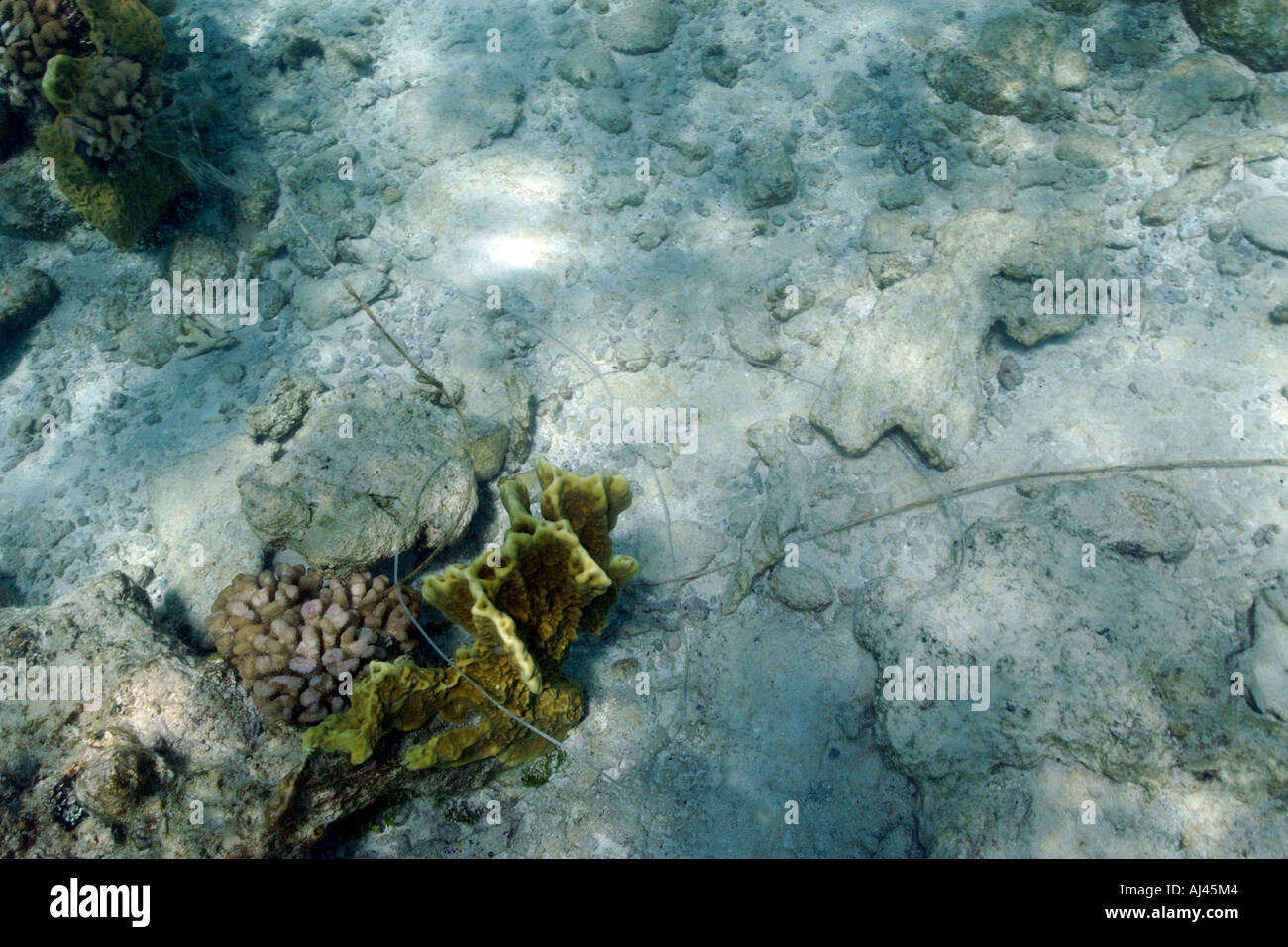 Fishing line tangled on fire coral Millepora sp Ailuk atoll Marshall ...