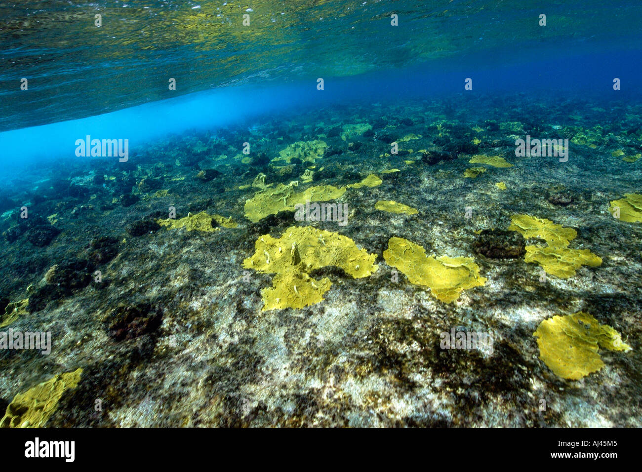 Fire coral encrusted hi-res stock photography and images - Alamy