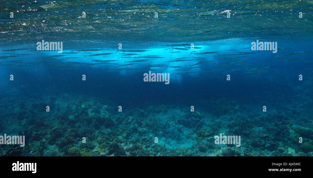 Crocodile needlefish Tylosurus crocodilus and keeltail needlefish ...