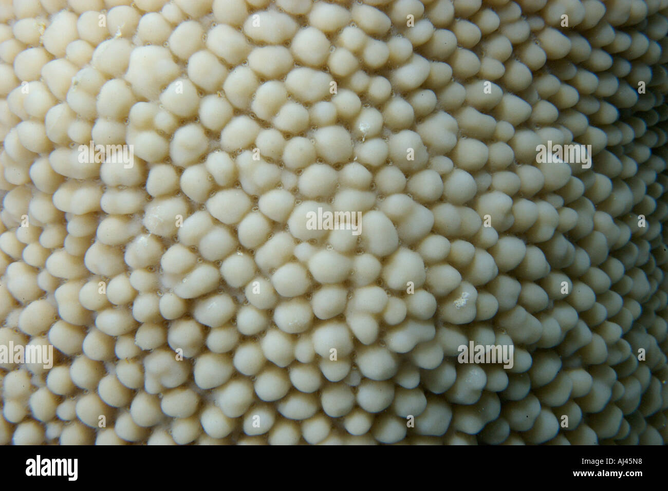 Rice Coral Montipora verrucosa Ailuk atoll Marshall Islands Pacific ...