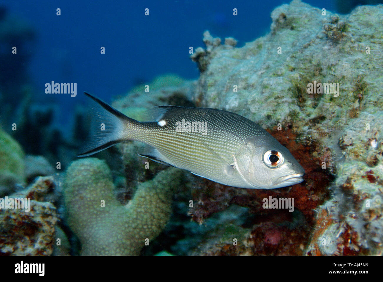 Juvenile red snapper hi-res stock photography and images - Alamy