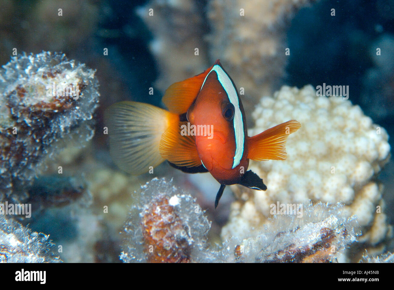 Red and black anemonefish Amphiprion melanopus Ailuk atoll Marshall ...
