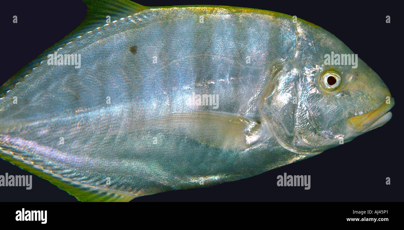Golden trevally Gnathanodon speciosus Ailuk atoll Marshall Islands ...