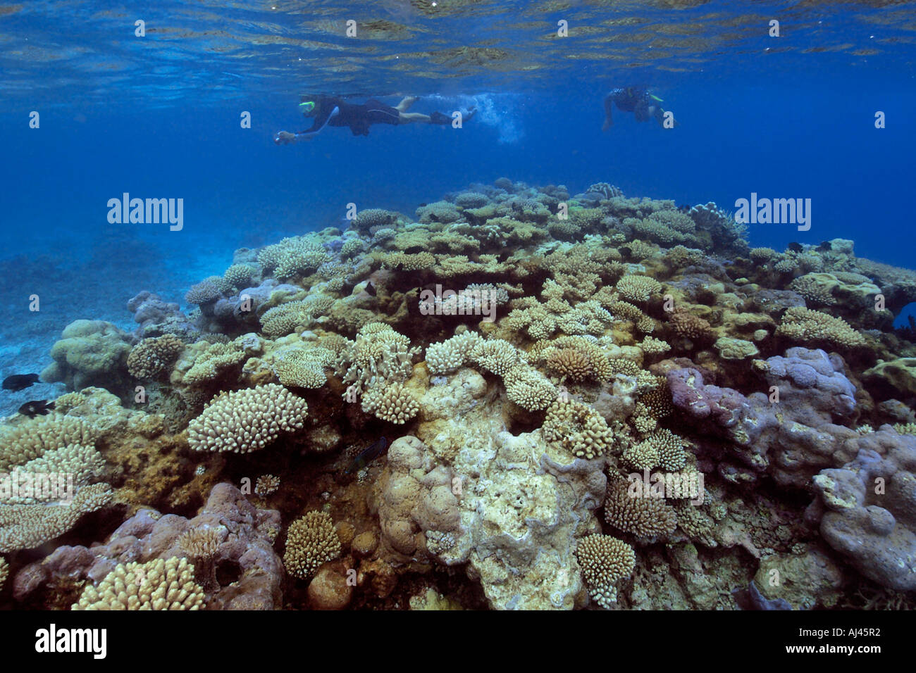 Free divers explore pristine coral reef mainly Acropora spp Ailuk atoll ...