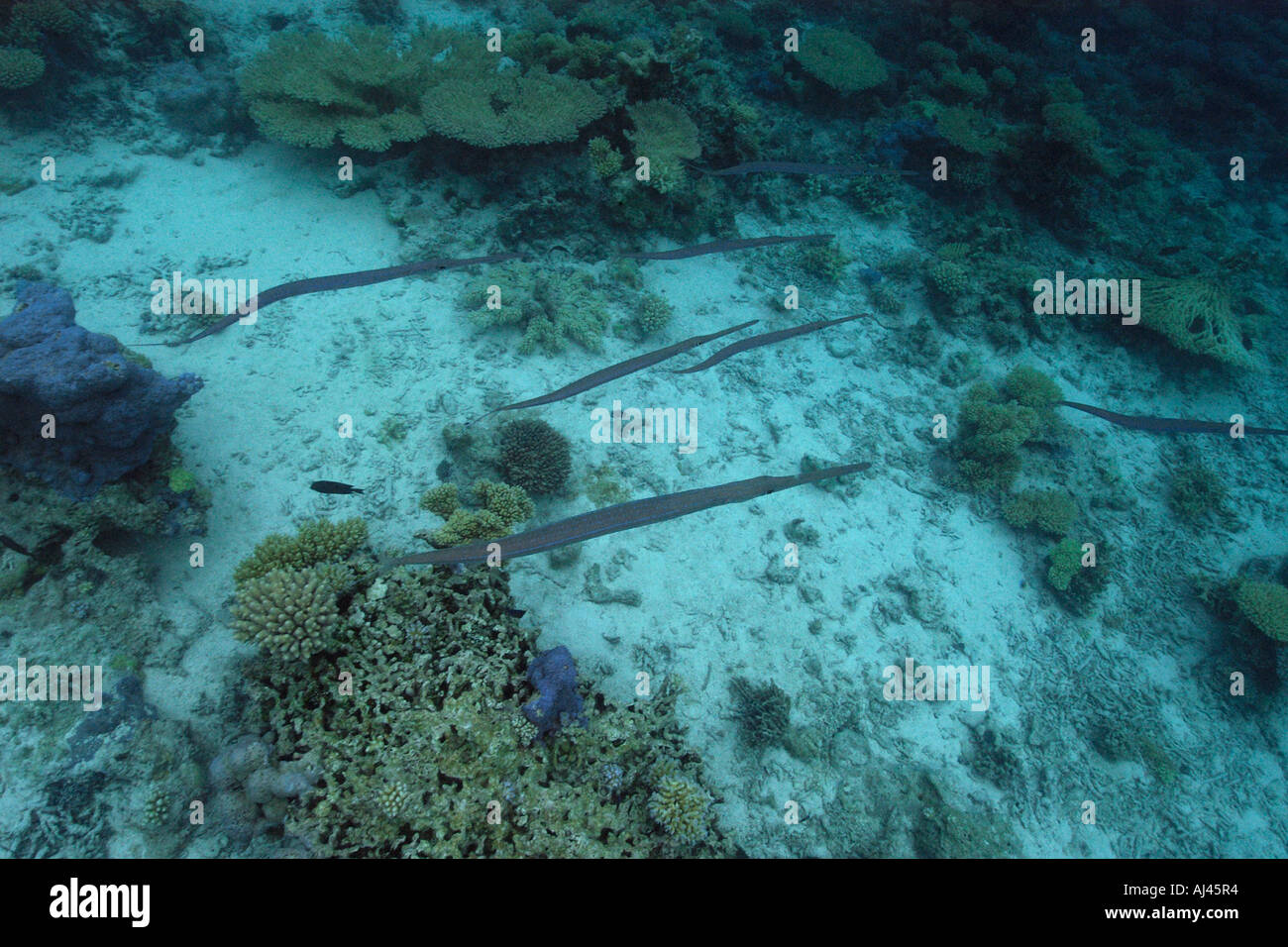 Cornetfish Fistularia commersonii schooling Ailuk atoll Marshall ...