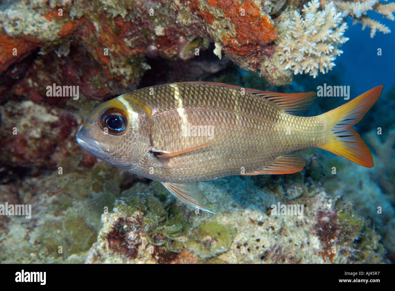 Bigeye emperor or Humpnose bigeye bream Monotaxis grandoculis sub adult ...