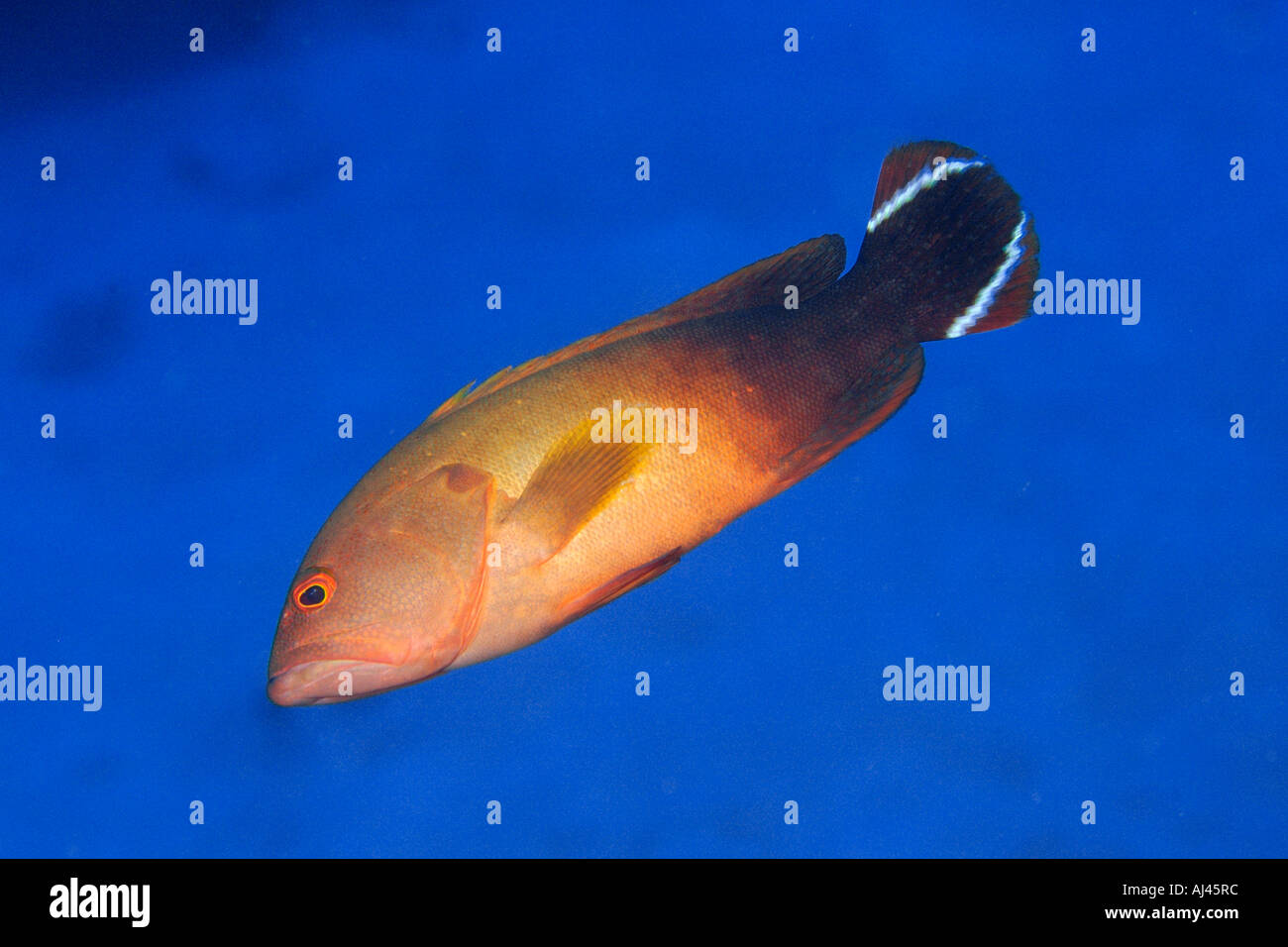 Blue spot grouper hi-res stock photography and images - Alamy