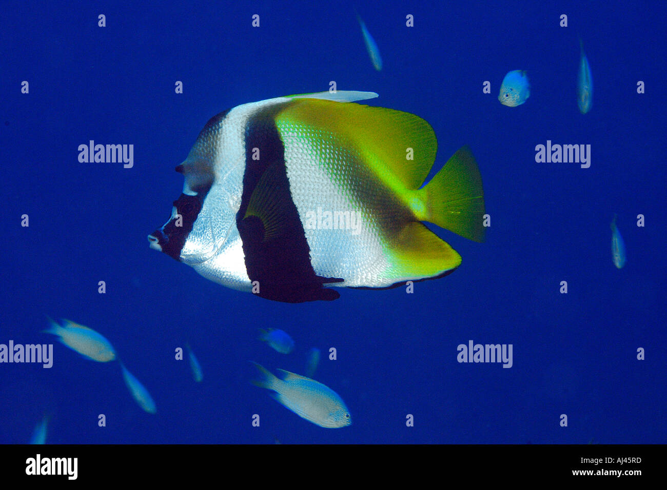 Masked fish hi-res stock photography and images - Alamy