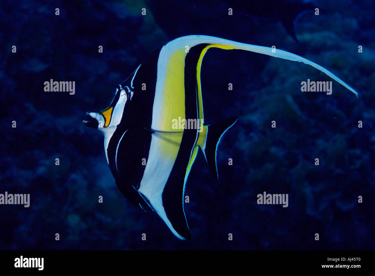 Moorish idol Zanclus cornutus Ailuk atoll Marshall Islands Pacific ...