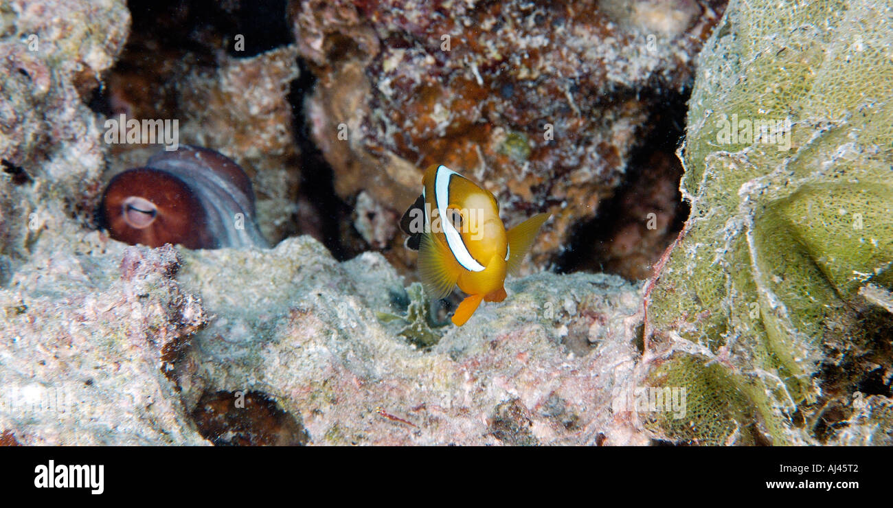 Reef octopus Octopus cyanea and three banded anemonefish Amphiprion ...