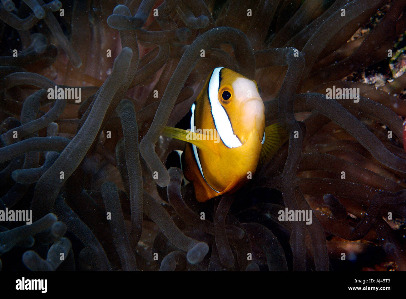 Endemic three banded anemonefish Amphiprion tricinctus sheltered in ...
