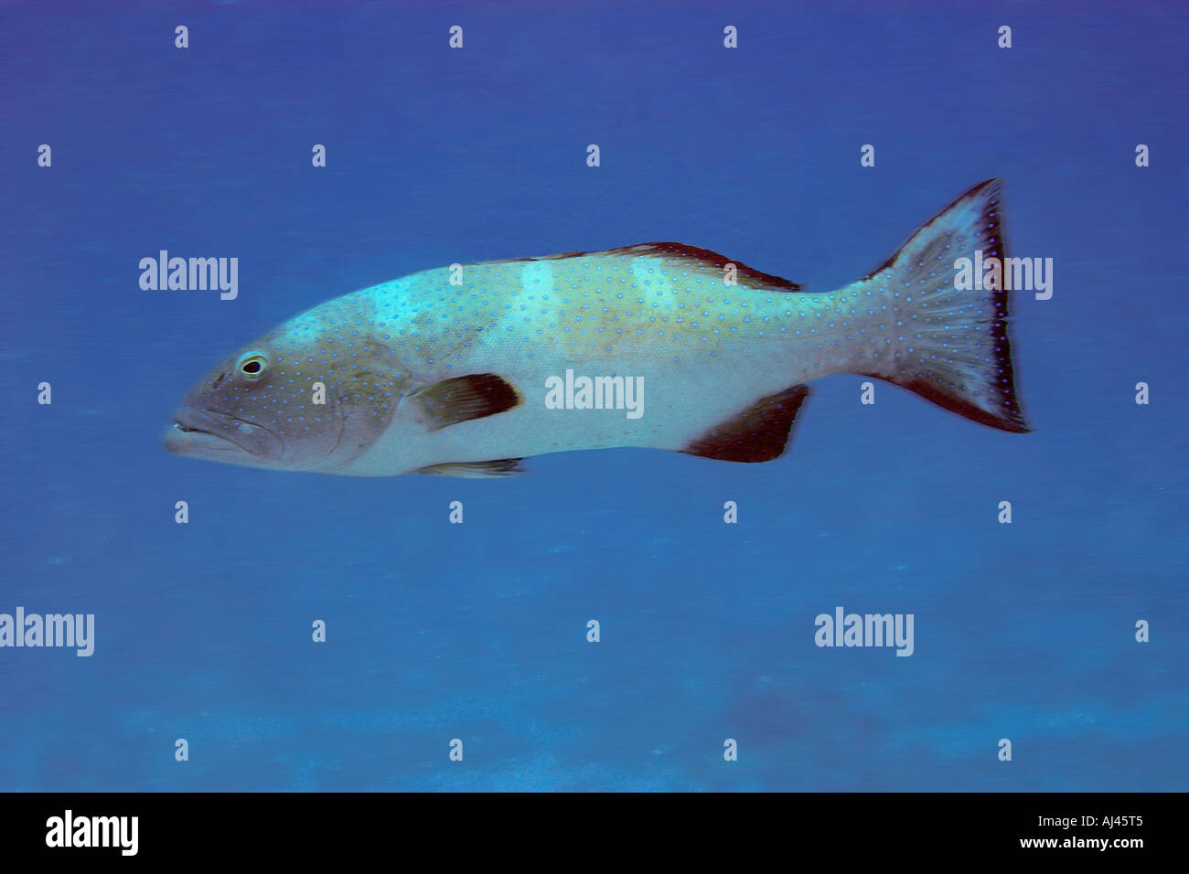 Blacksaddle or giant coral grouper Plectropomus laevis Ailuk atoll ...