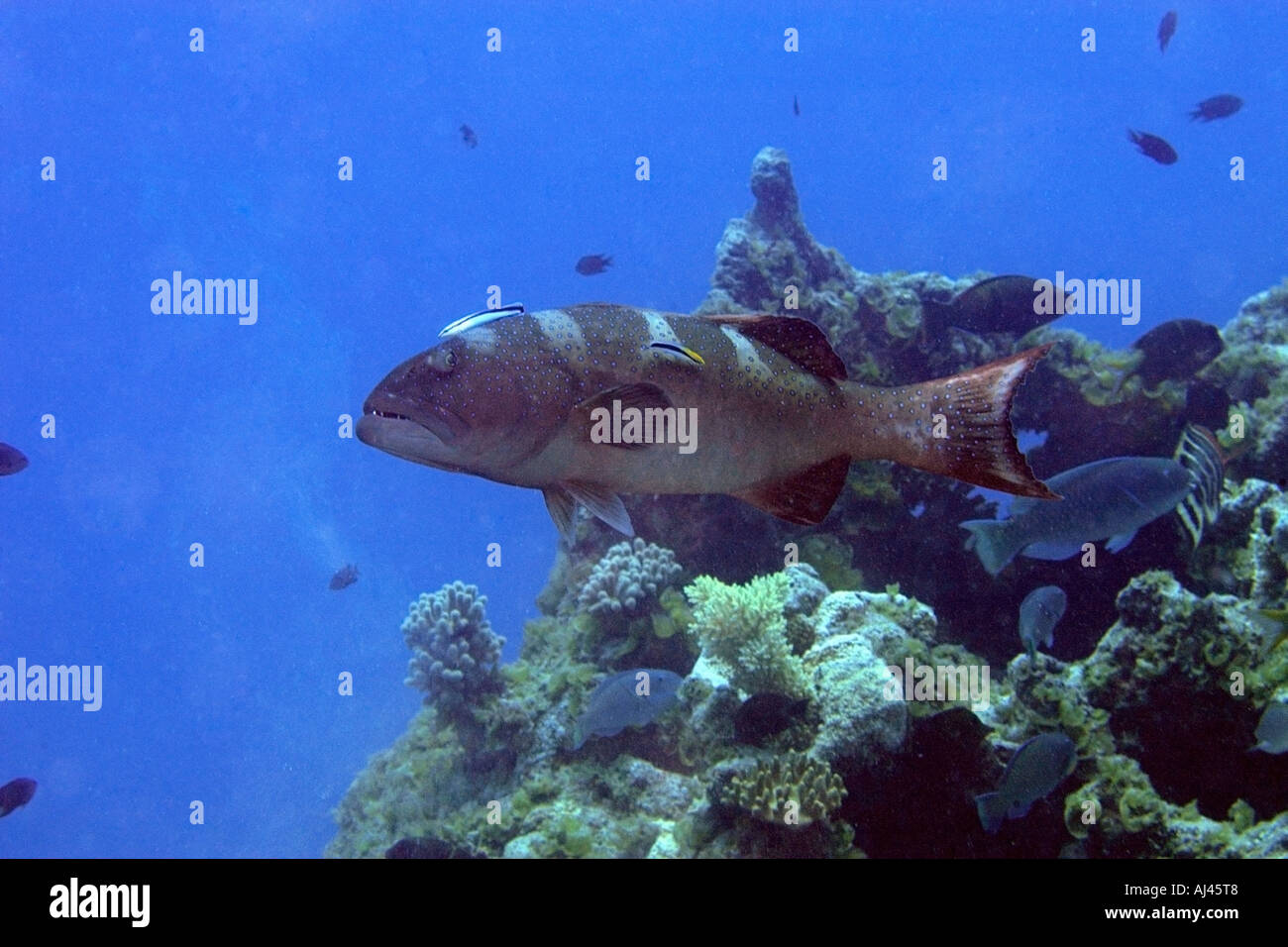 Giant coral grouper Plectropomus laevis being cleaned by cleaner wrasse ...
