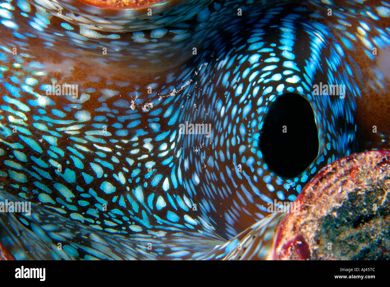 Giant fluted clam Tridacna squamosa mantle detail Ailuk atoll Marshall ...
