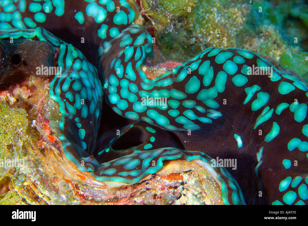 Giant fluted clam Tridacna squamosa mantle detail Ailuk atoll Marshall ...