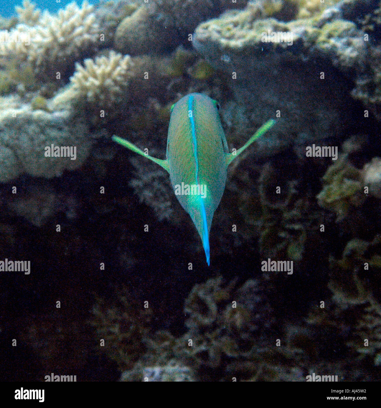 Ailuk Stock Photos & Ailuk Stock Images - Alamy