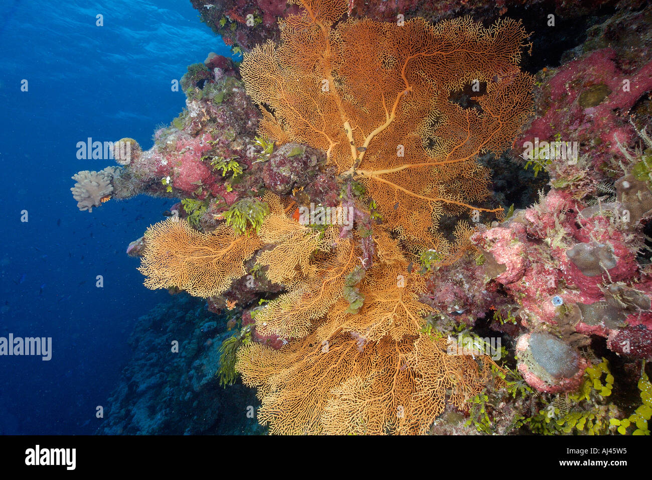 Fan coral Subergorgia sp Ailuk atoll Marshall Islands Pacific Stock ...