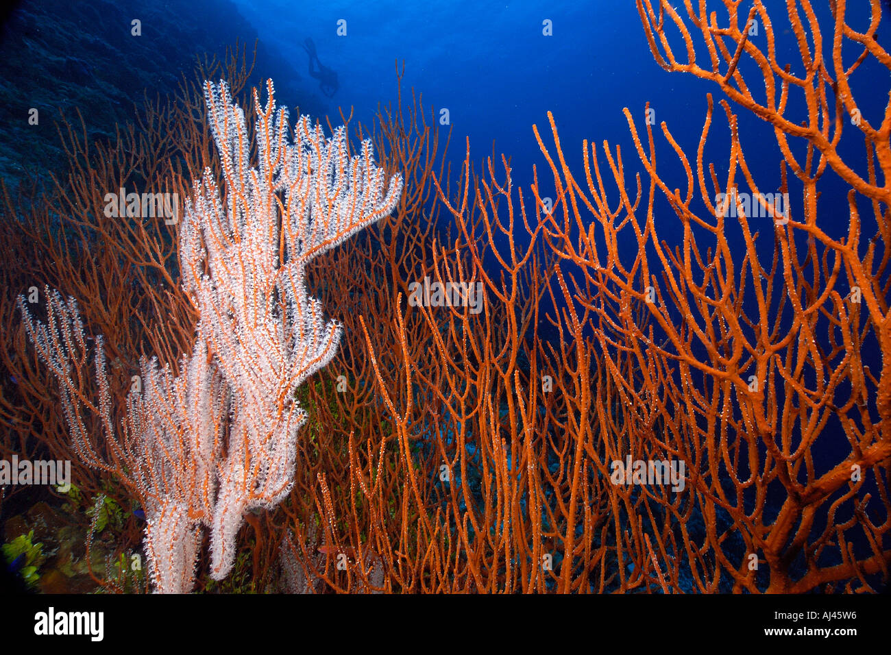 Gorgonian soft coral and red whip coral possibly Ctenocella sp Ailuk ...