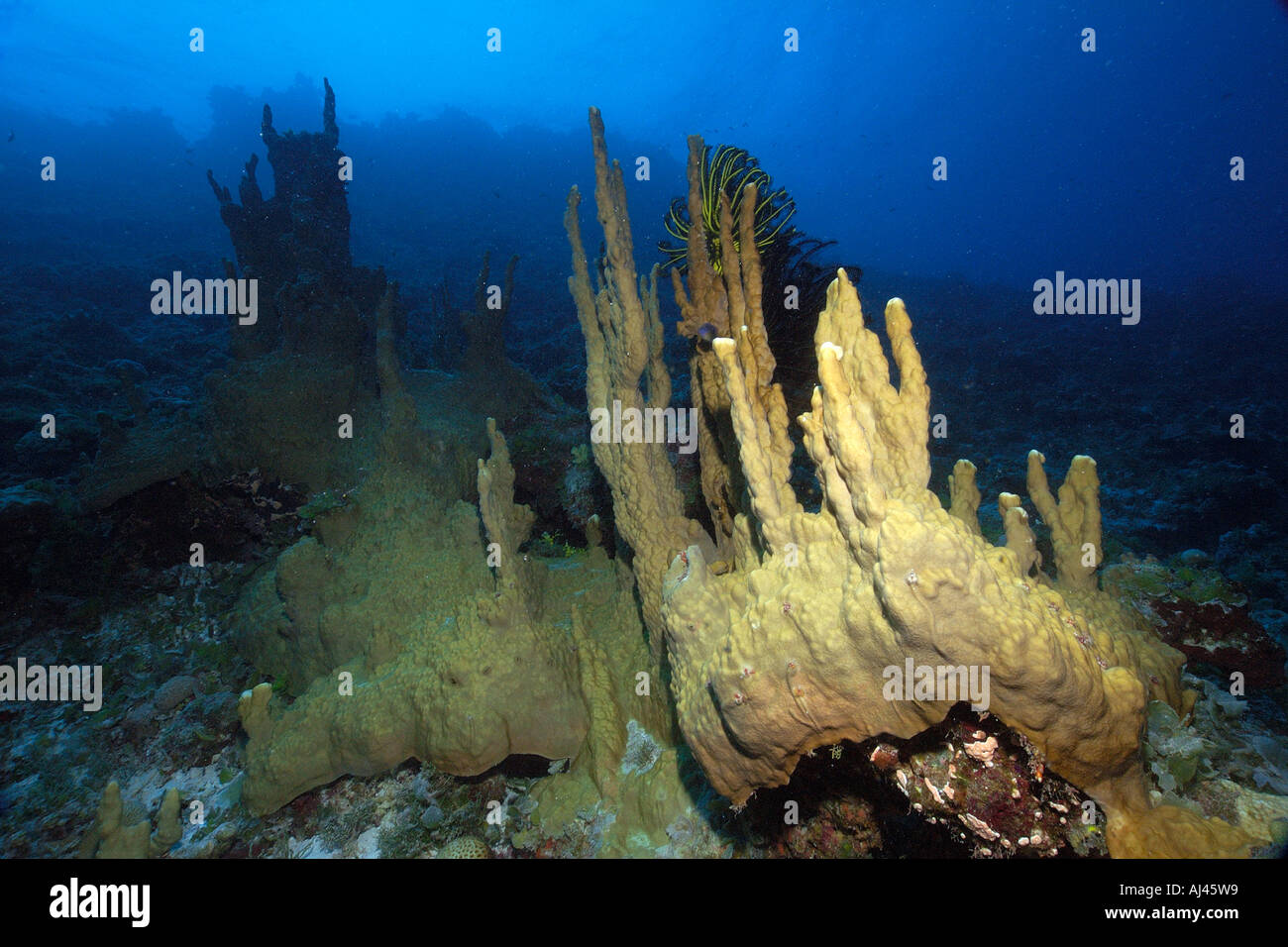 Fire coral Millepora platyphylla Ailuk atoll Marshall Islands Pacific ...