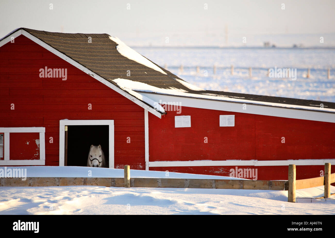 White horse in red stable Stock Photo - Alamy