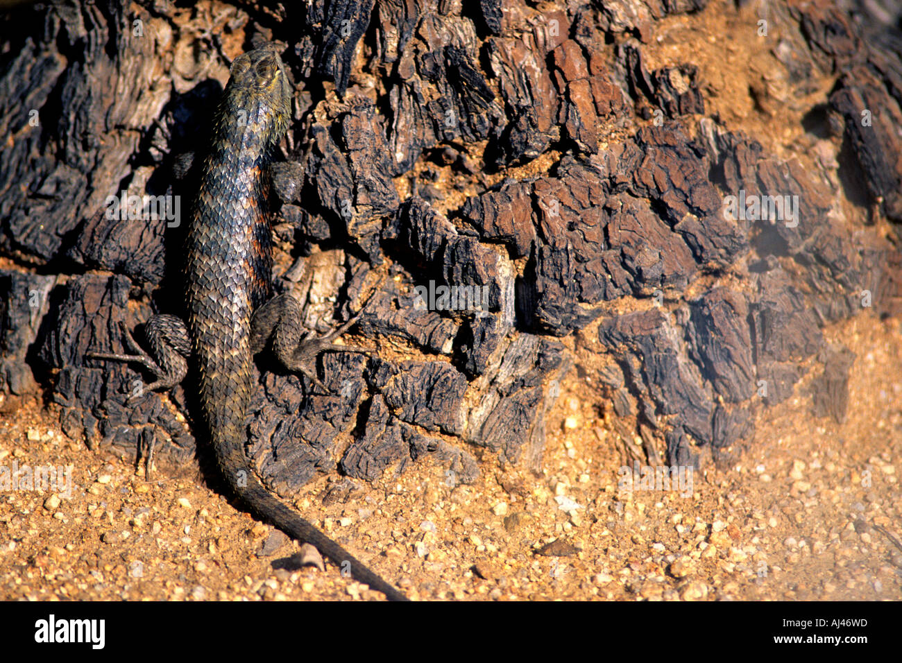 Yellow-backed Spiny lizard Sceloporus magister uniformis, Joshua Tree ...
