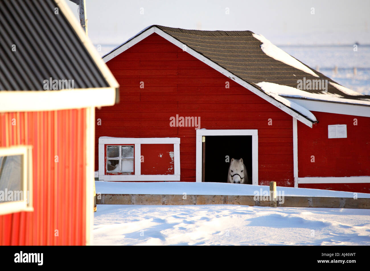 White horse in red stable Stock Photo - Alamy
