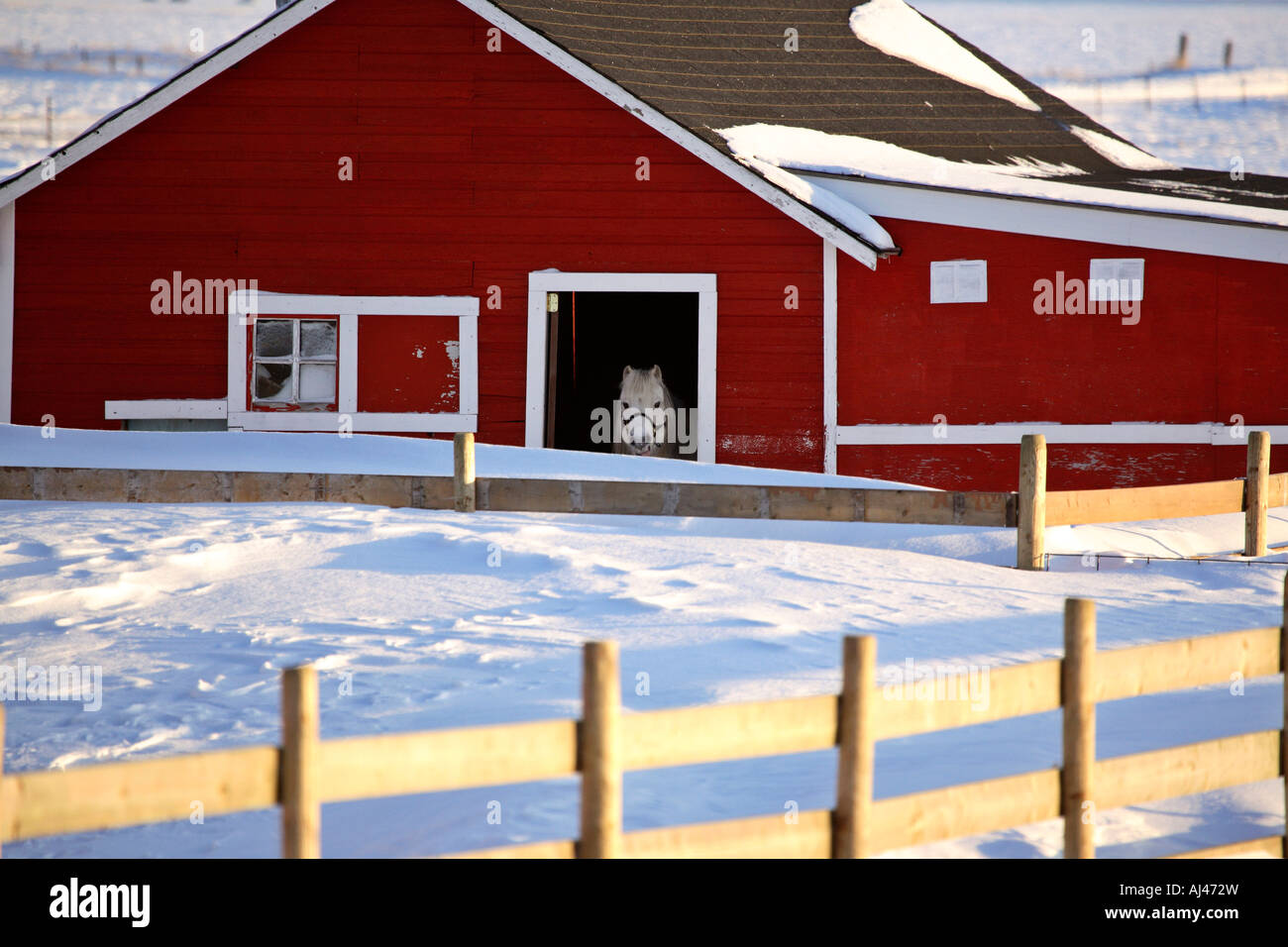 White horse in red stable Stock Photo - Alamy