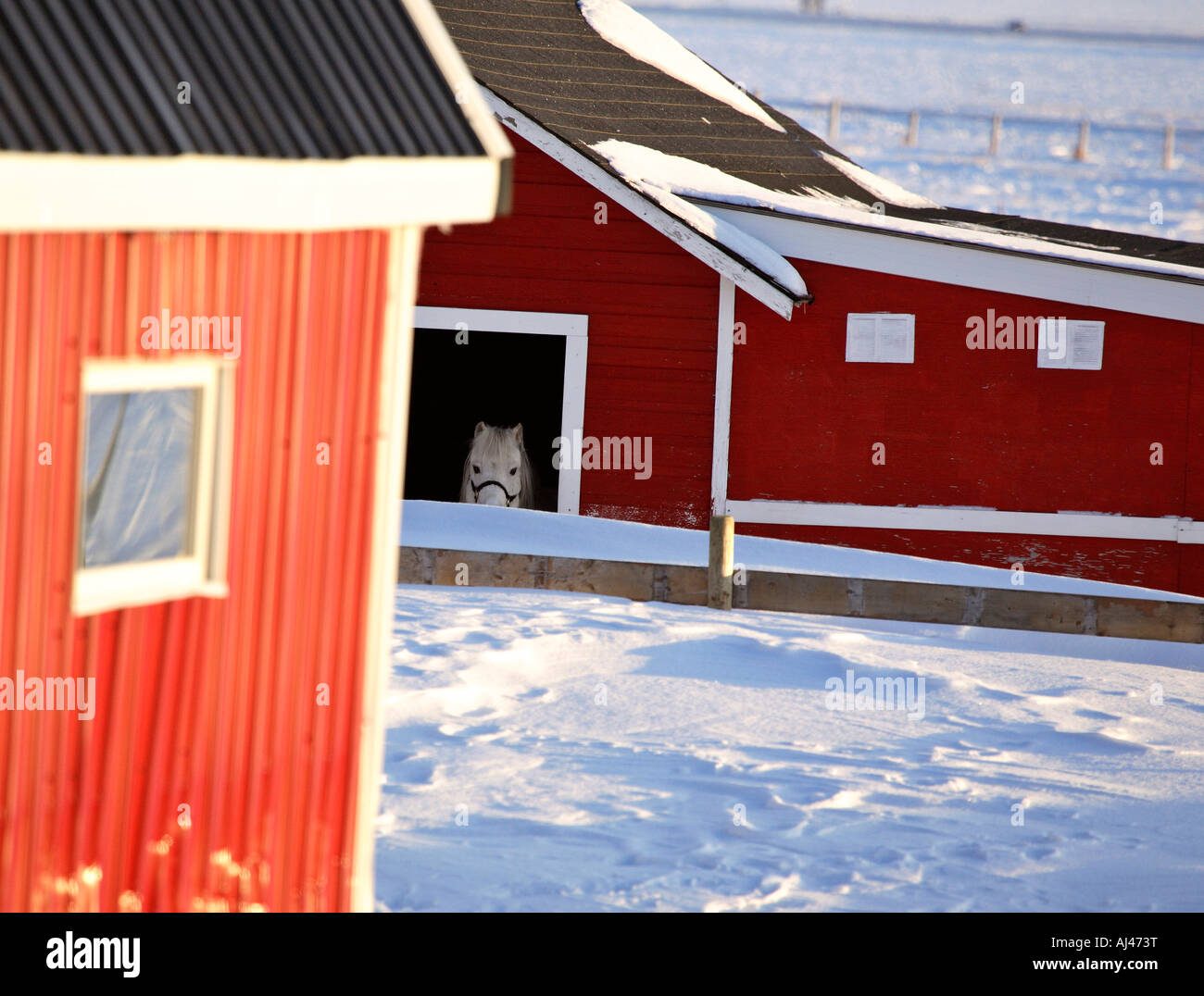 White horse in red stable Stock Photo - Alamy