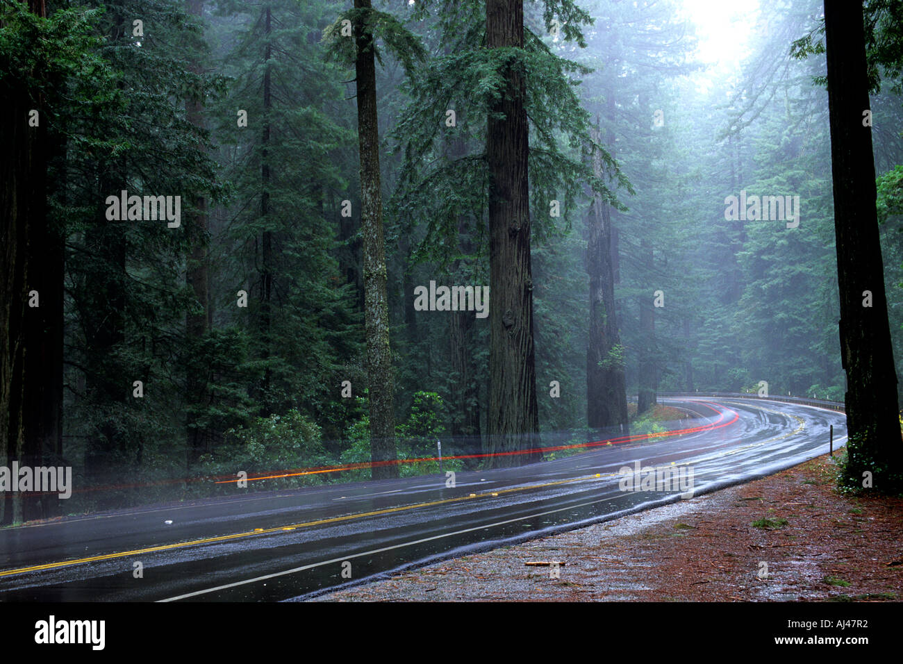 Road through Redwoods National Park, California Stock Photo - Alamy