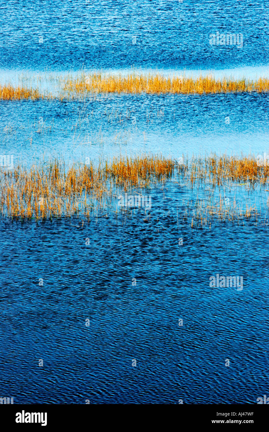 Reedbed ecosystem hi-res stock photography and images - Alamy