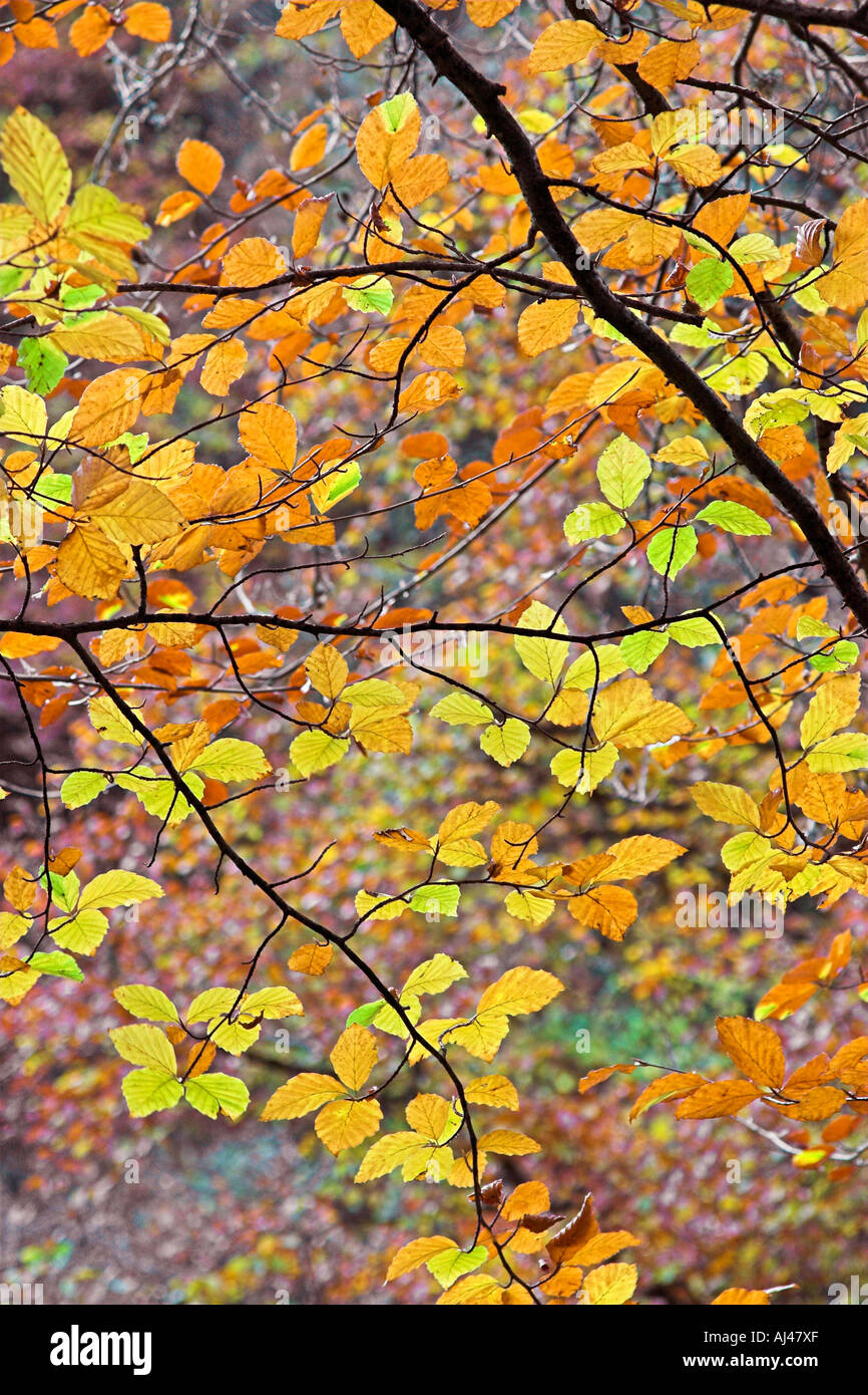Leaves of beech tree Fagus in autumn Stock Photo - Alamy