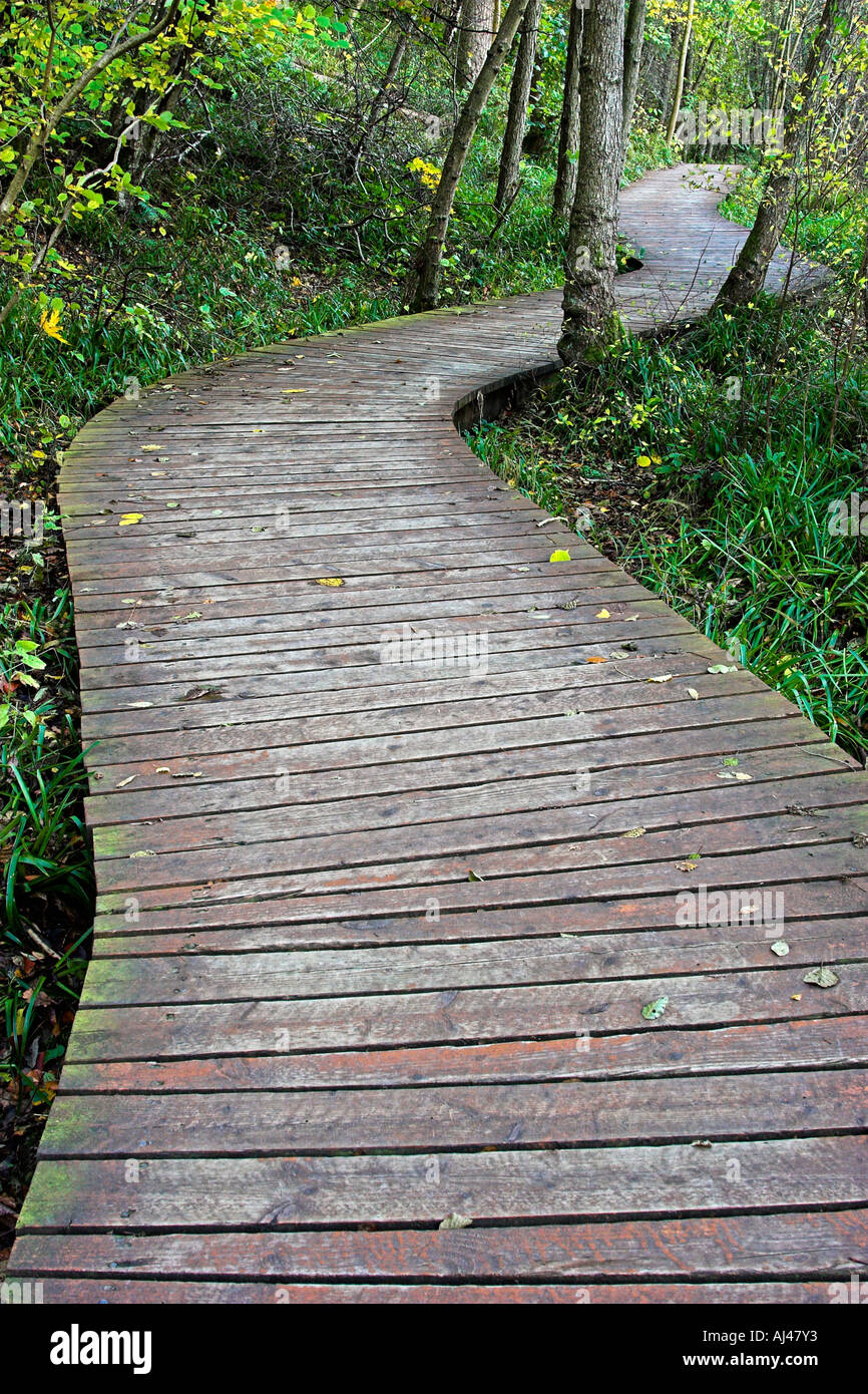 Boardwalk through wood at Falls of Clyde Nature Reserve New Lanark in ...