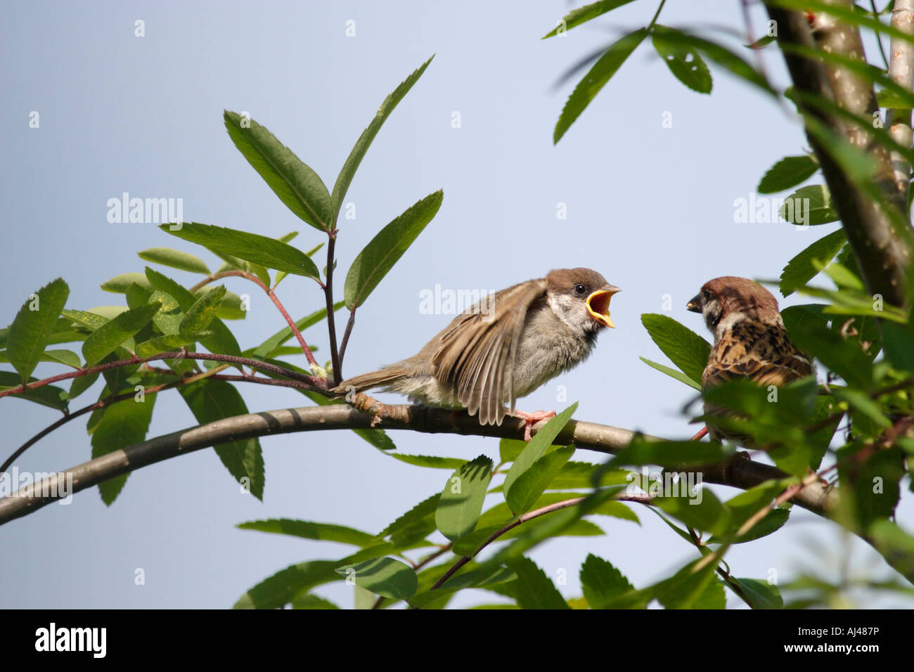 Juvenile tree sparrow hi-res stock photography and images - Alamy