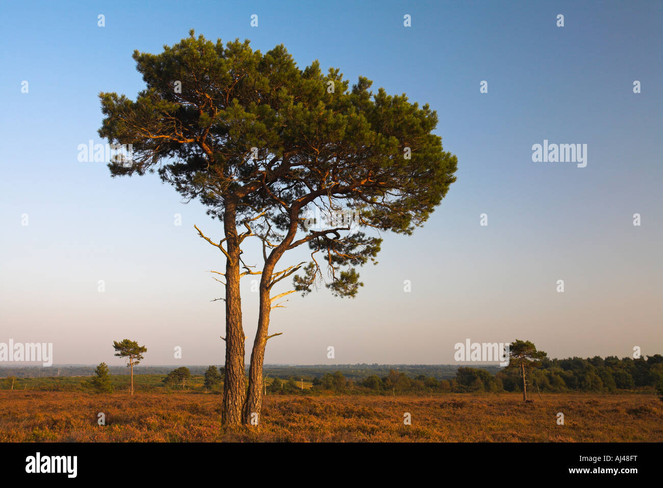 Heathland pine trees hi-res stock photography and images - Alamy