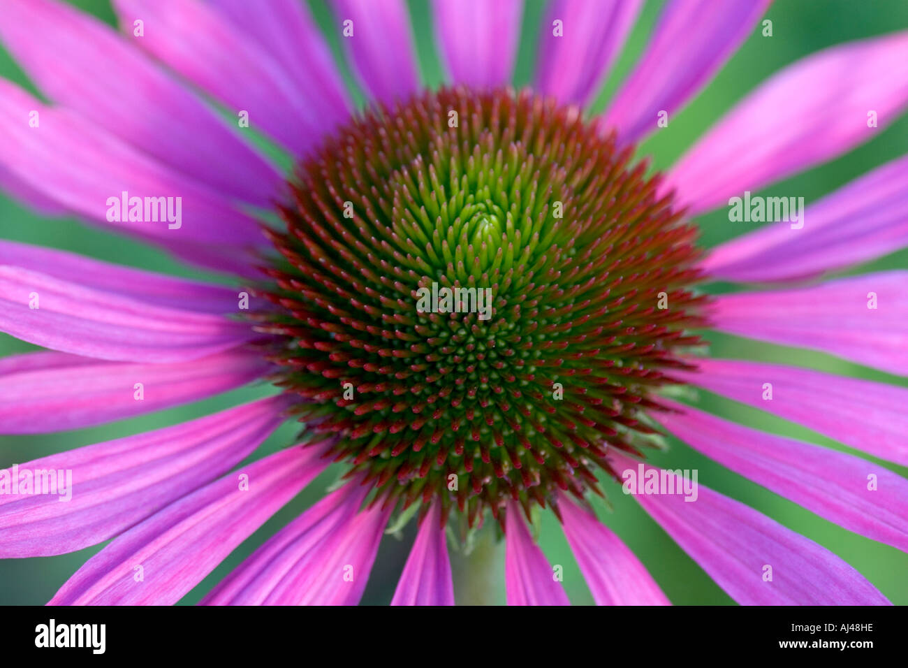 Cone flower closeup hi-res stock photography and images - Alamy