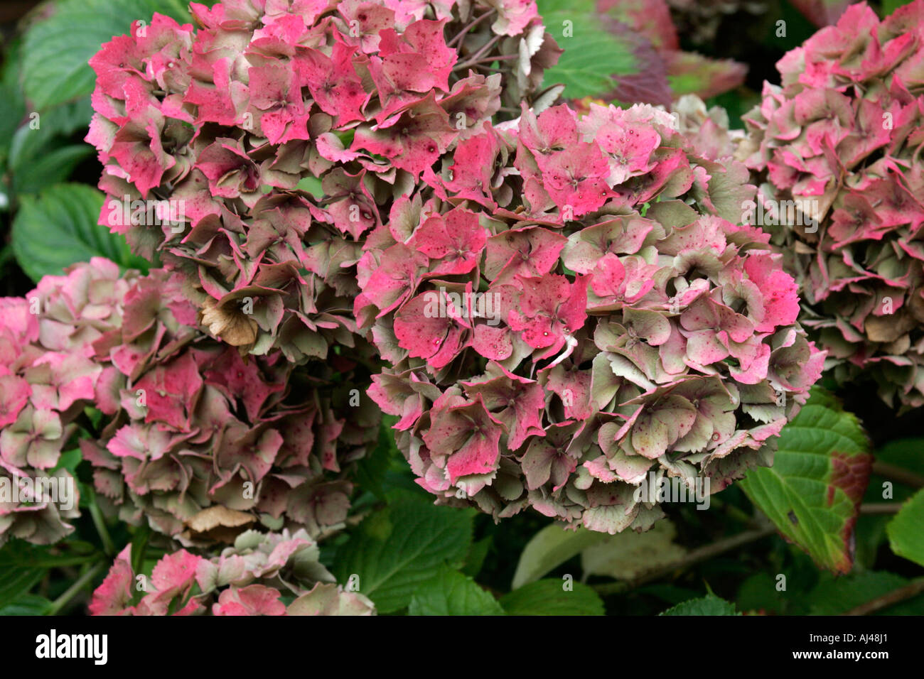 Mop headed hydrangea hi-res stock photography and images - Alamy