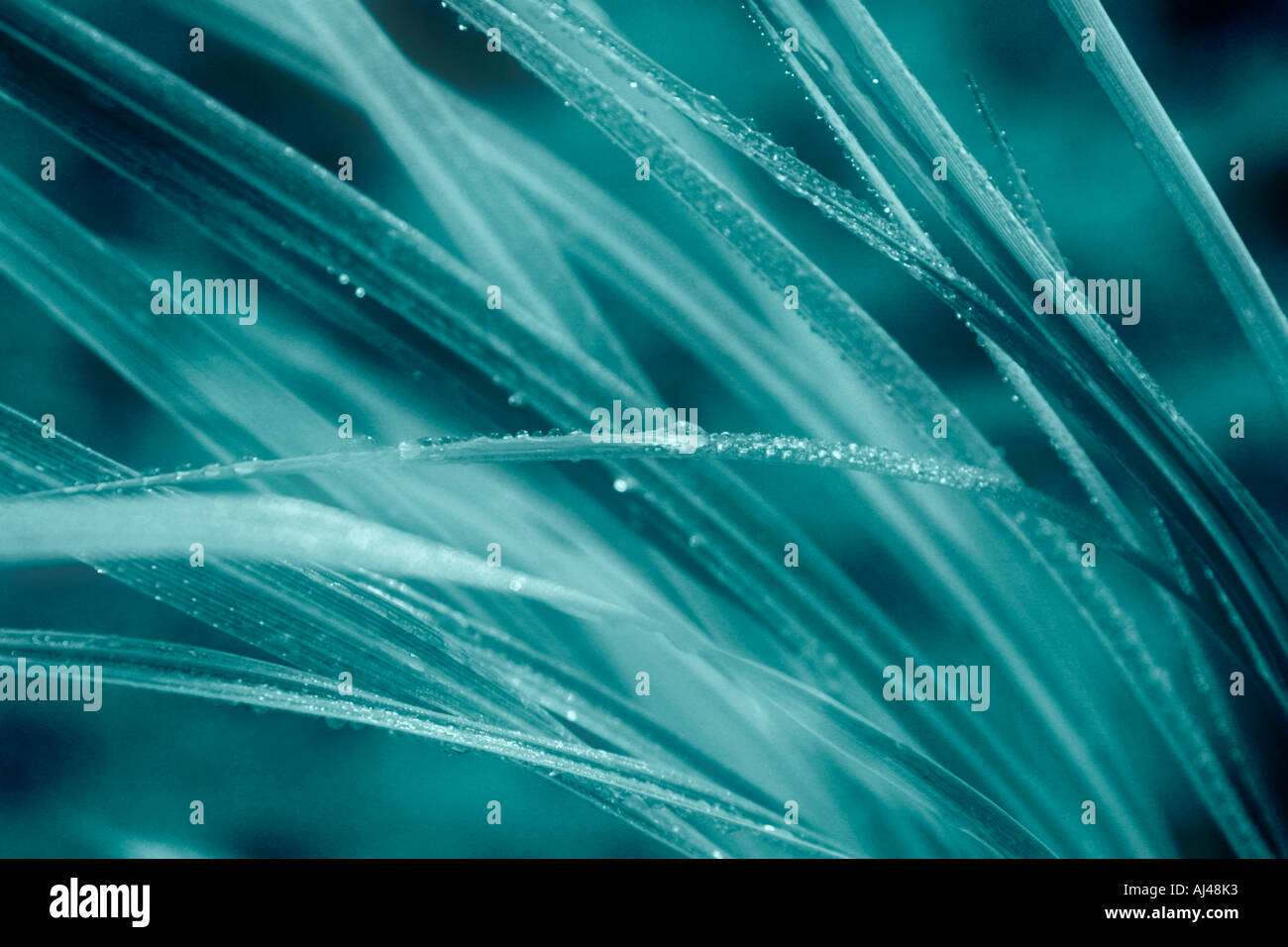Grass close up blue tone Stock Photo - Alamy
