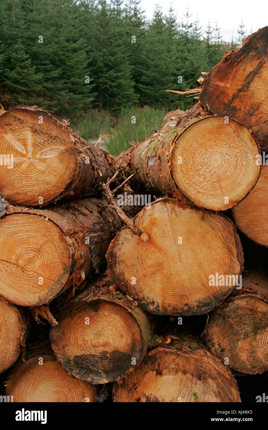 Timber production scotland hi-res stock photography and images - Alamy