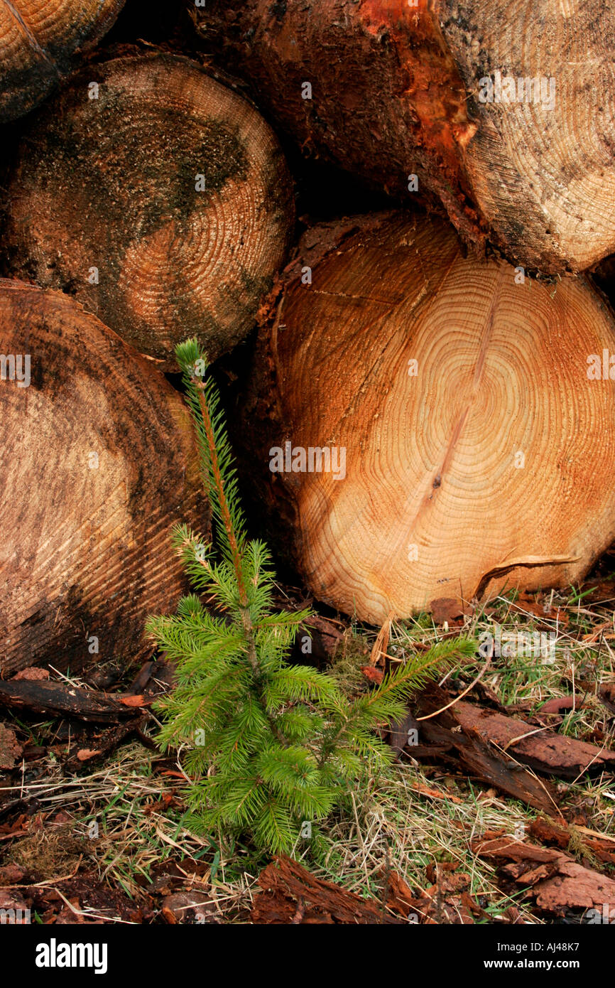 Cut timber logs and young conifer tree seedling Stock Photo - Alamy