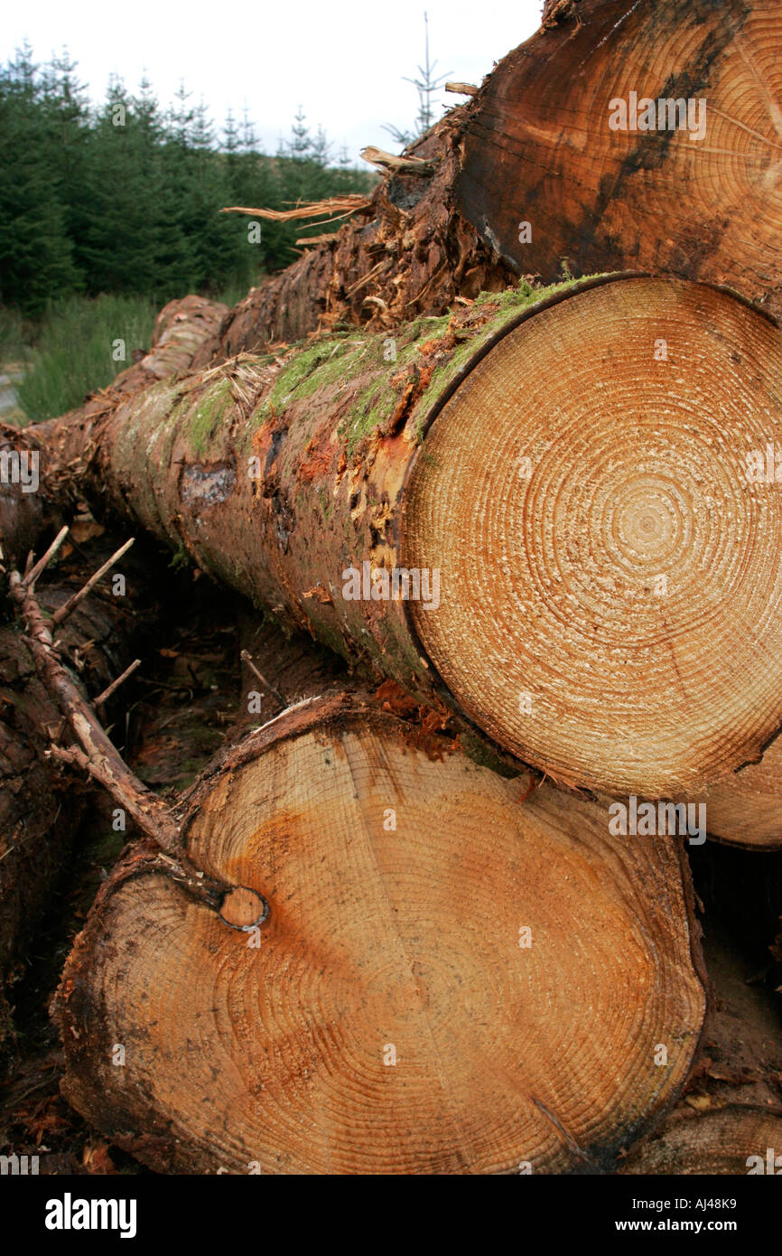 Cut timber logs with conifer trees in forest in background Scotland ...