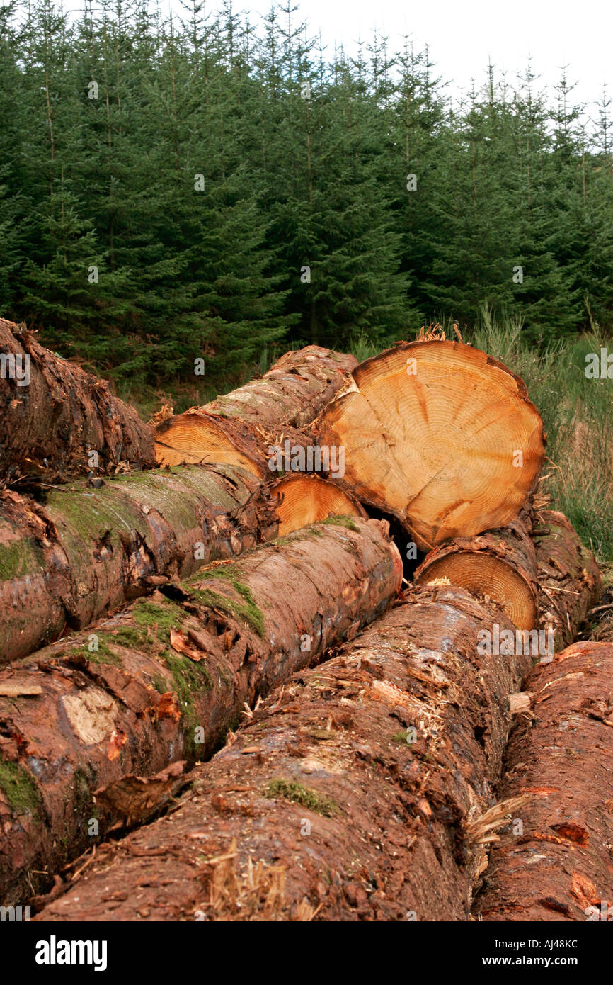 Timber logs with conifer trees in forest in background Scotland Stock ...