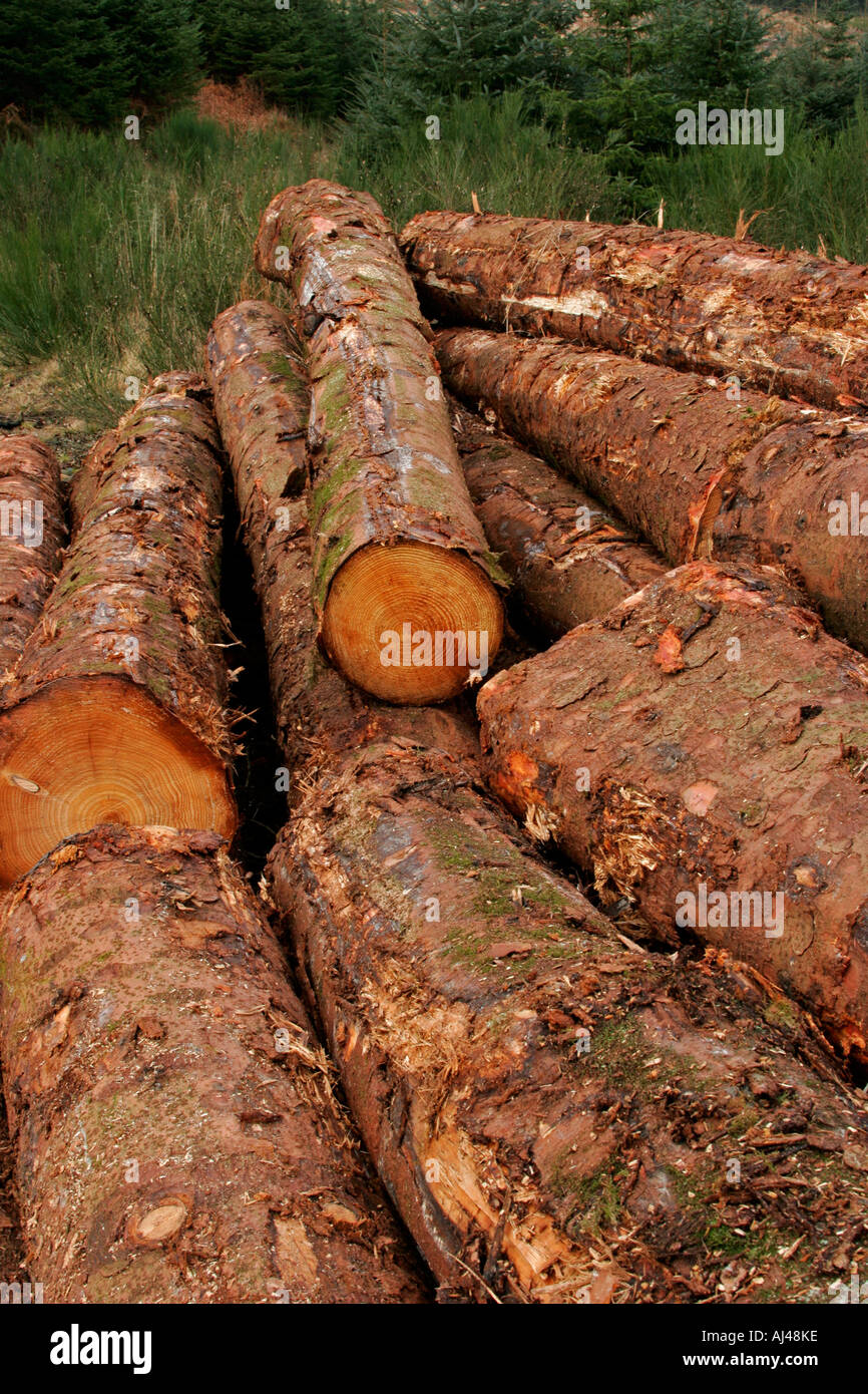 Cut timber logs Scotland Stock Photo - Alamy