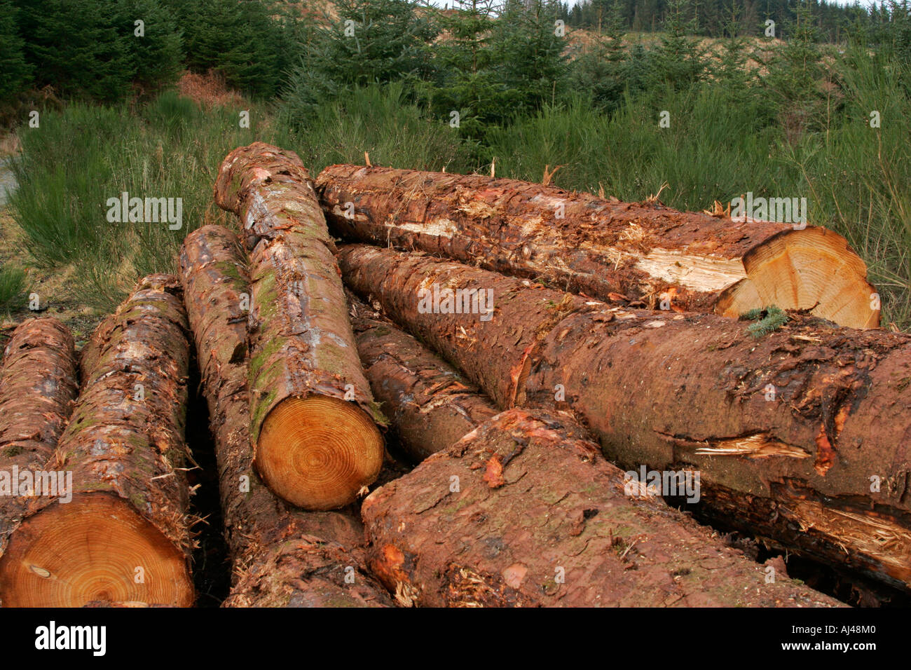 Cut timber logs with conifer trees in forest in background Scotland ...