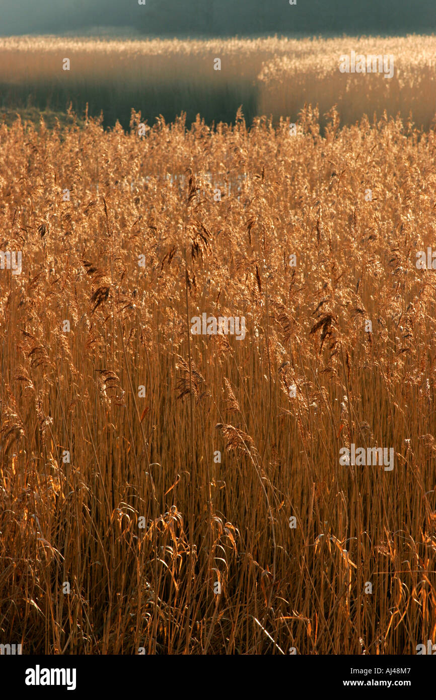Grasses near the river bank hi-res stock photography and images - Alamy