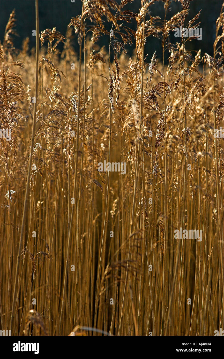 Reeds for cover hi-res stock photography and images - Alamy