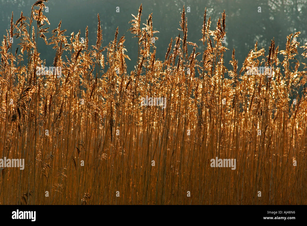 Reeds growing side pond hi-res stock photography and images - Alamy